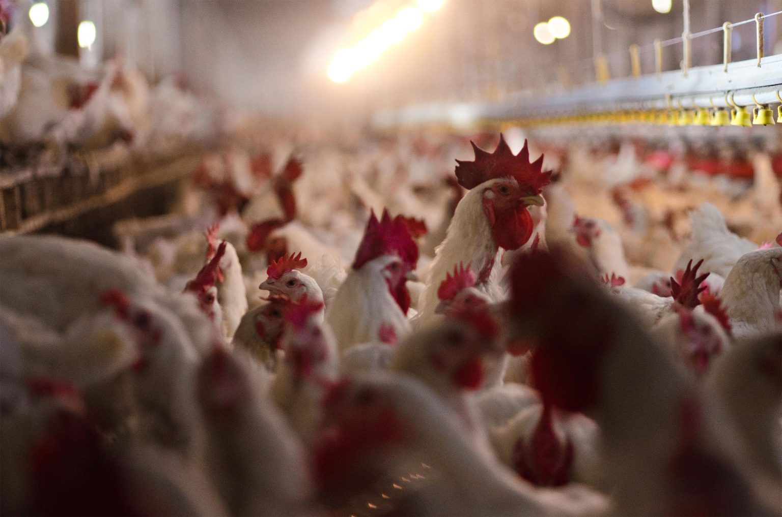 US Bird Flu Outbreak Is Killing Millions of Chickens and Turkeys