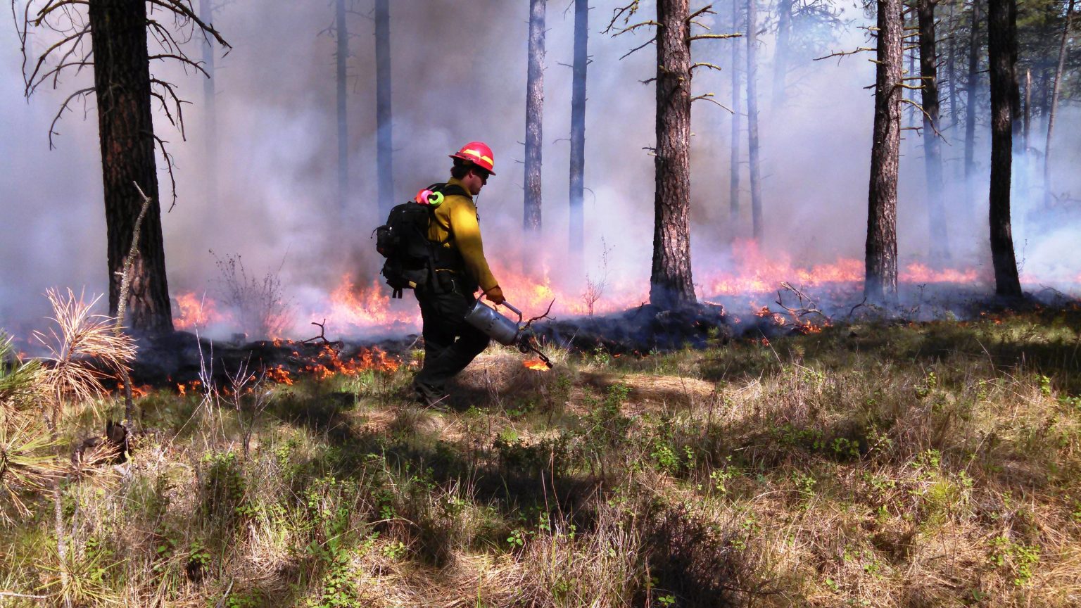 Fighting Fire With Fire: The Power of Prescribed Burns To Curb ...
