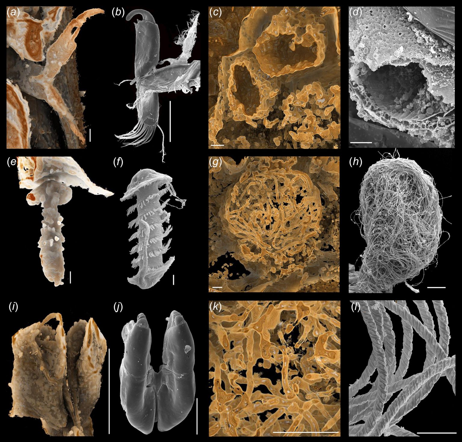 Sexual Intercourse of Ostracods Revealed Through 100-Million-Year-Old ...