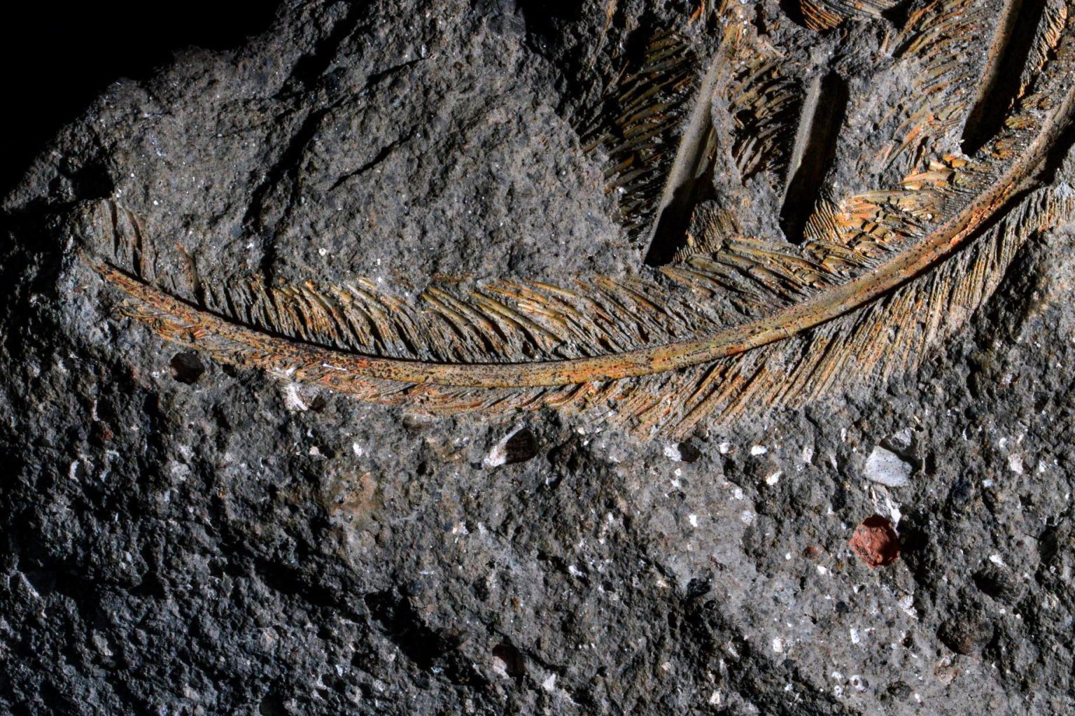 A 30,000-Year-Old Fossil Frozen in Volcanic Ash Holds an Unbelievable ...