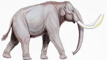 Well-Preserved Mammoth Discovered in the Permafrost of Northern Siberia