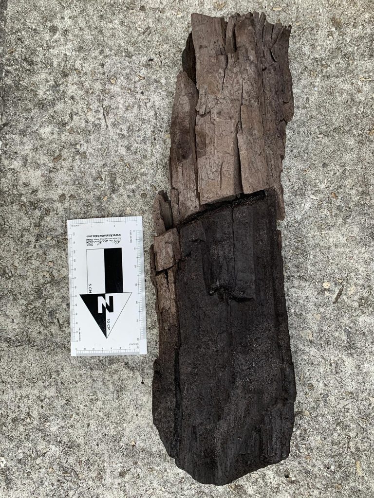30-Million-Year-Old Forest Discovered Under Falkland Islands