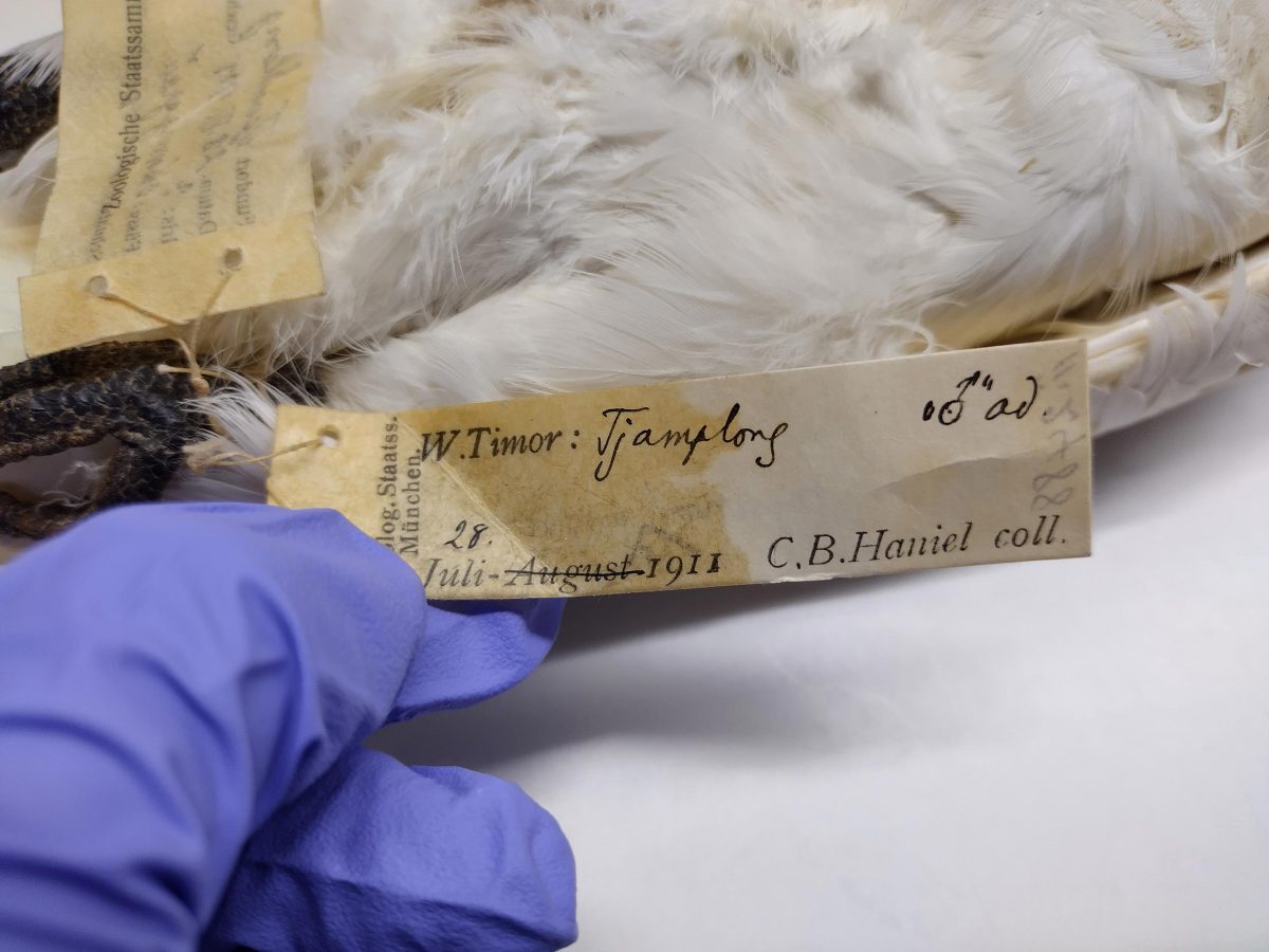 Genetic Breakthroughs Give Endangered Cockatoos a New Lease on Life