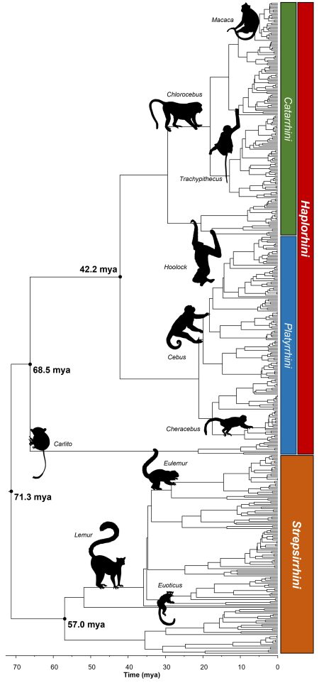 Unlocking Primate Evolution: How a Complete Timetree Changes Everything