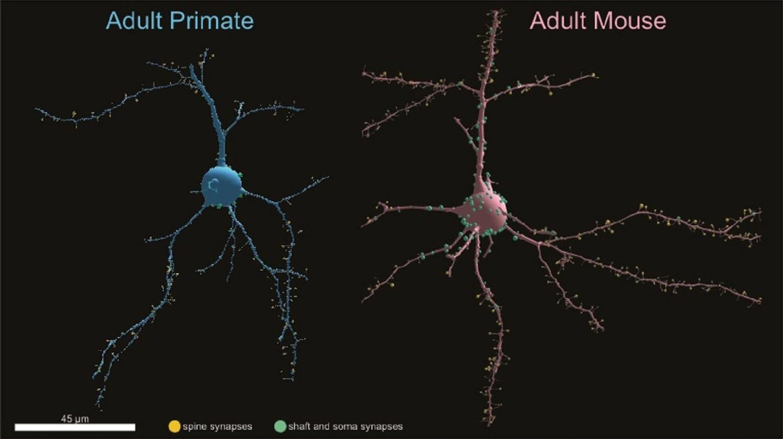 Bio-Circuitry Mimics Synapses and Neurons – Accelerates Routes to Brain ...