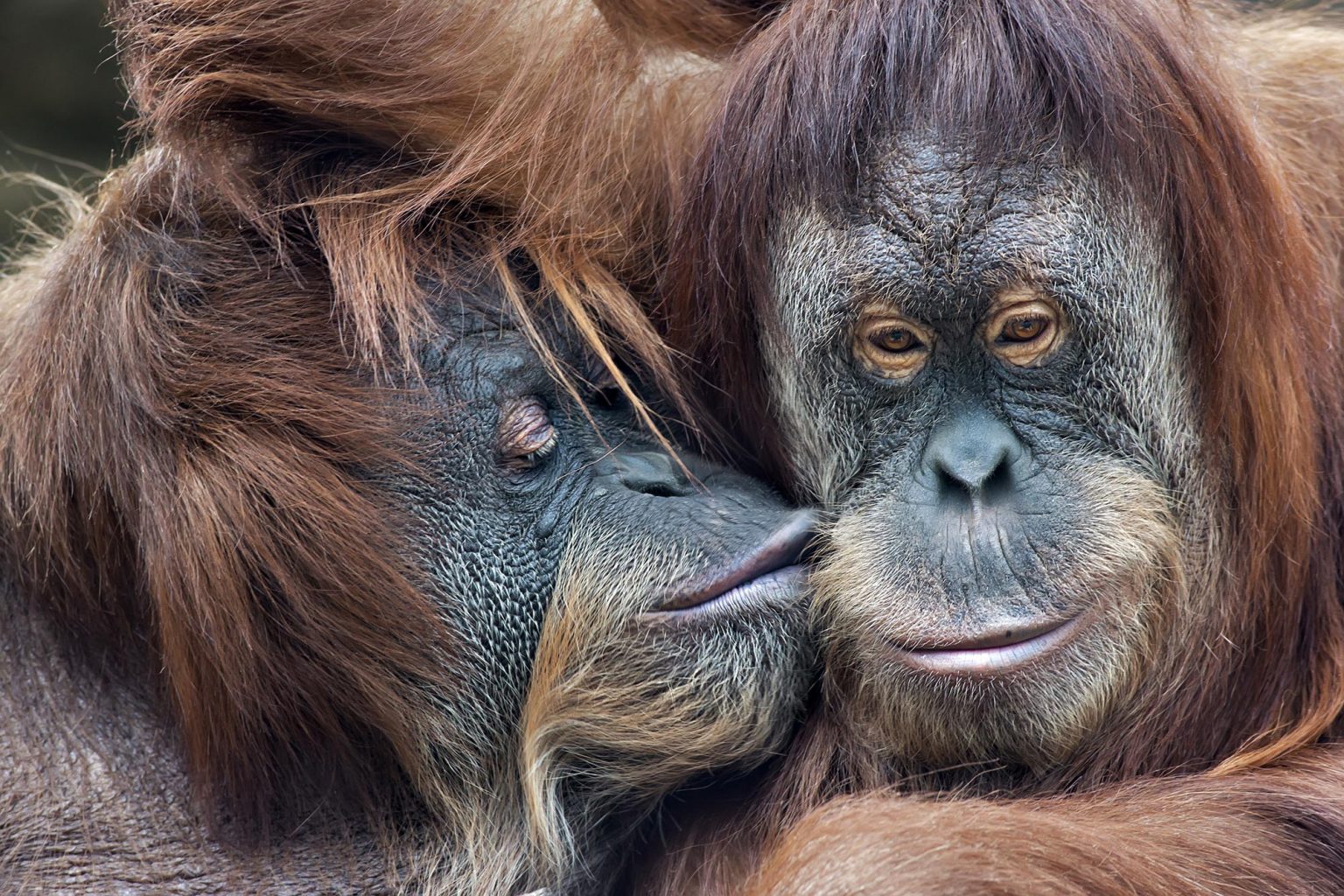 Kissing Likely Began 20 Million Years Ago With Ape Ancestors and ...