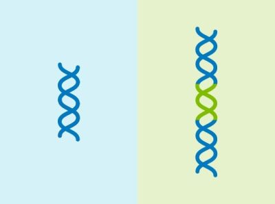 New Approach to Gene Therapy: Prime Editing System Inserts Entire Genes ...