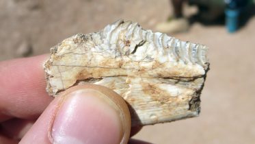 At Last: New Synthetic Tooth Enamel Is Harder and Stronger Than the ...