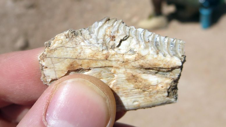 At Last: New Synthetic Tooth Enamel Is Harder and Stronger Than the ...