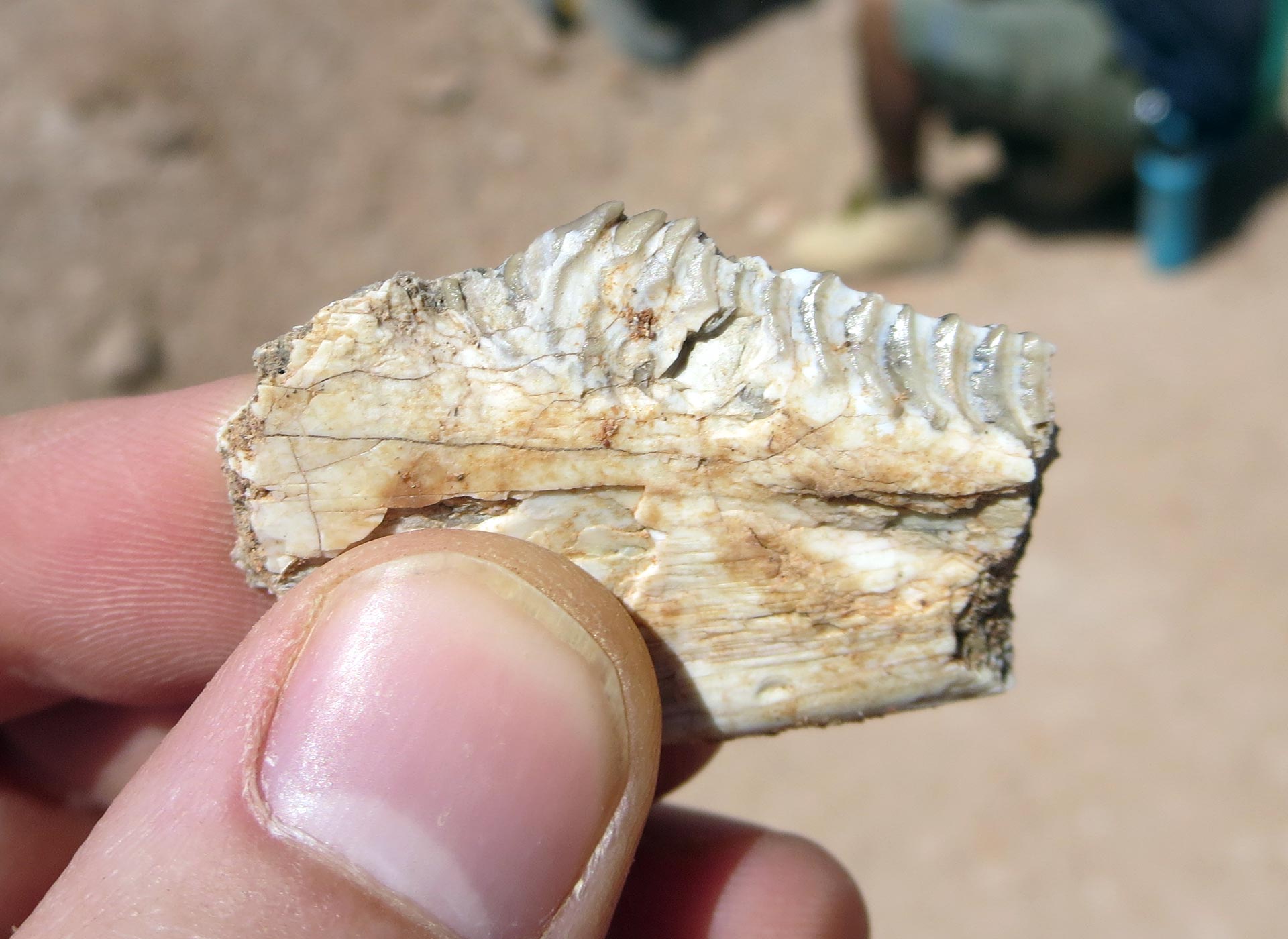 Ancient Reptile Had Mammal-Like Tooth Enamel – “Strangest Teeth Ever Seen”