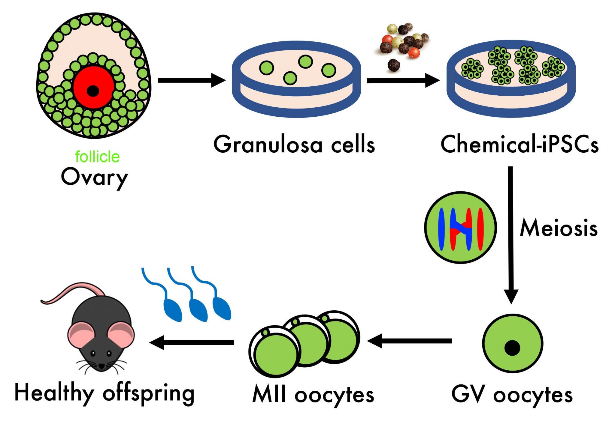 Researchers in China Transformed Mouse Granulosa Cells Into Egg Cells ...
