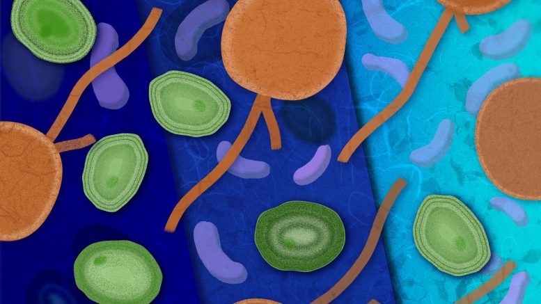 Tiny Ocean Conquerors: How Ancestors of Prochlorococcus Microbes ...