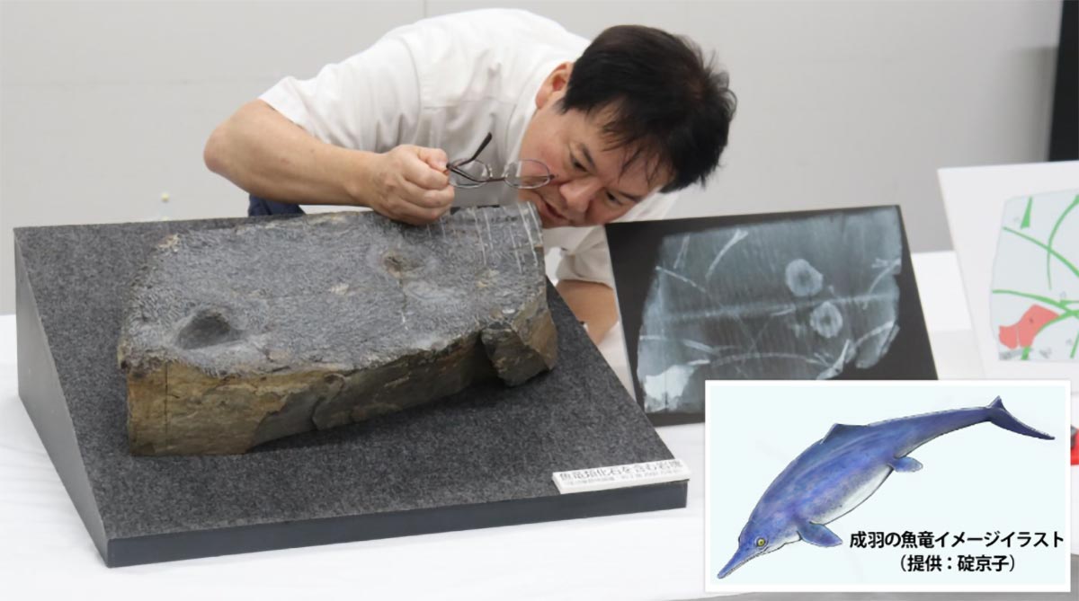 Hiding in Plain Sight: 220-Million-Year-Old Sea Dragon Found in Museum ...