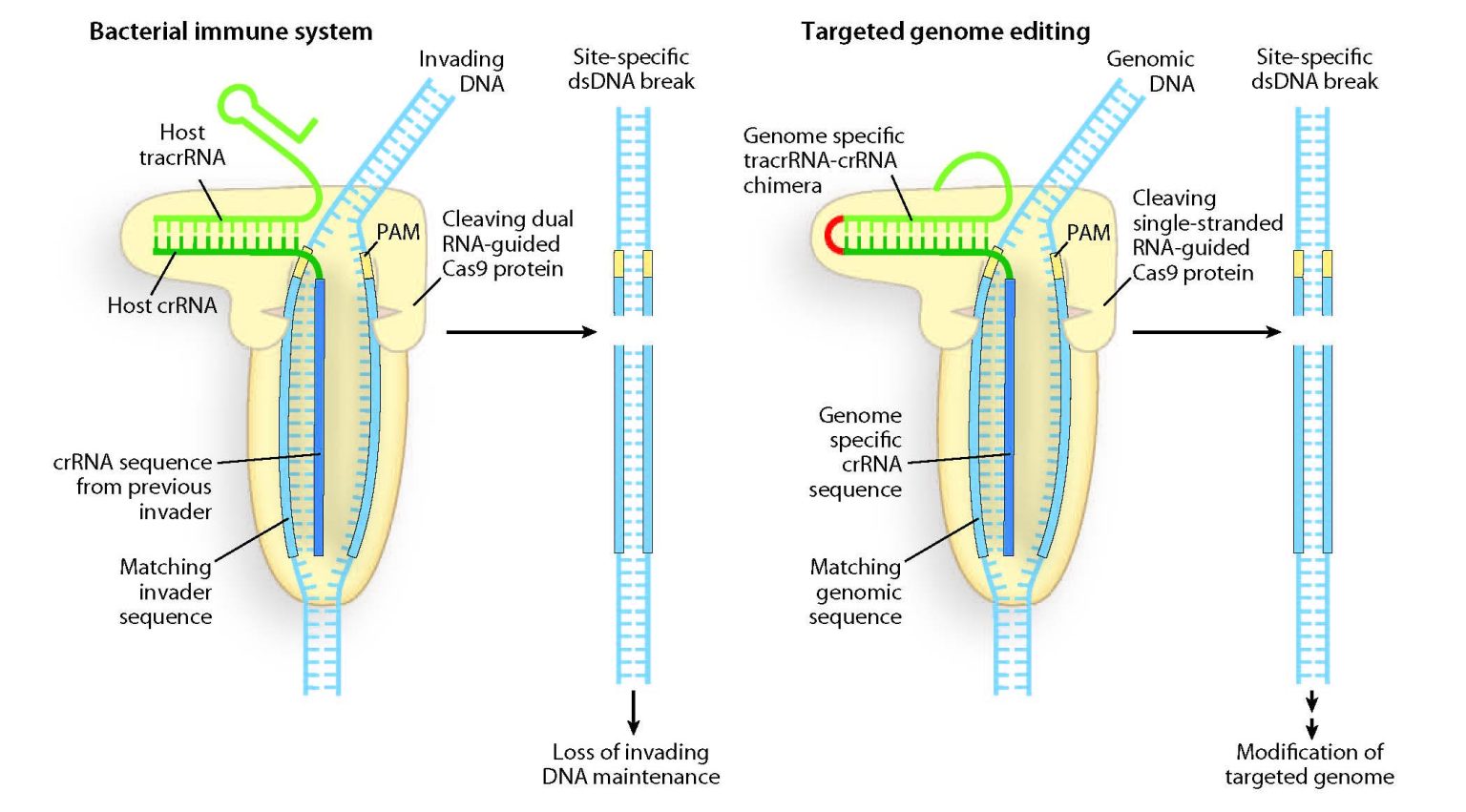 A New and Possibly More Effective Method for Editing Genomes