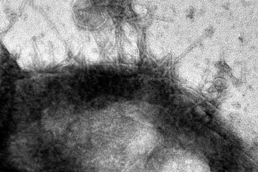 Nature's Nano-Syringes: Harnessing Bacterial Machines for Next-Gen Medicine