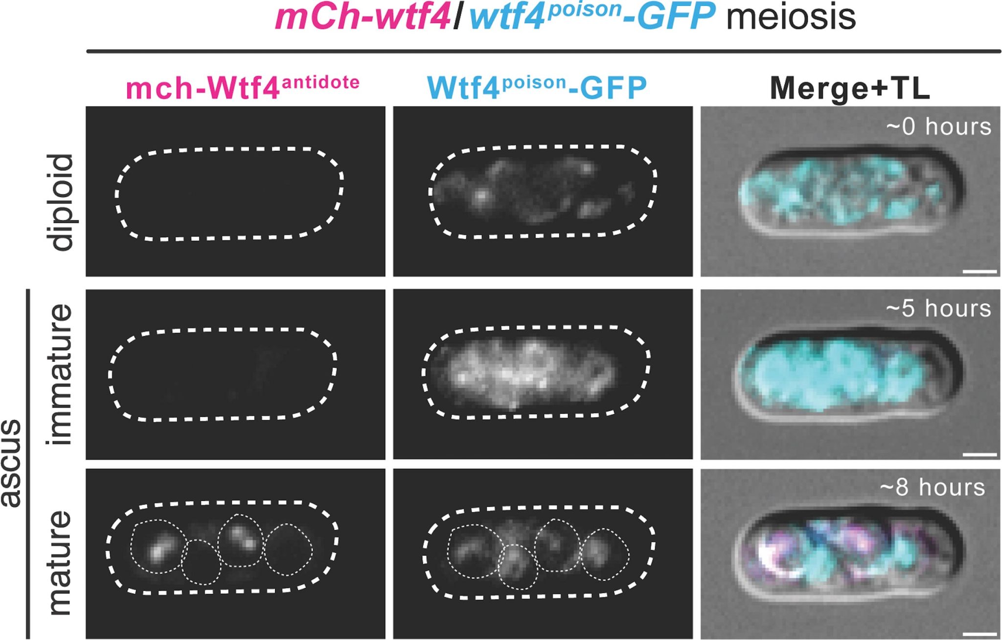 How Selfish Genes Succeed: Critical Insights Uncovered About Dangerous DNA