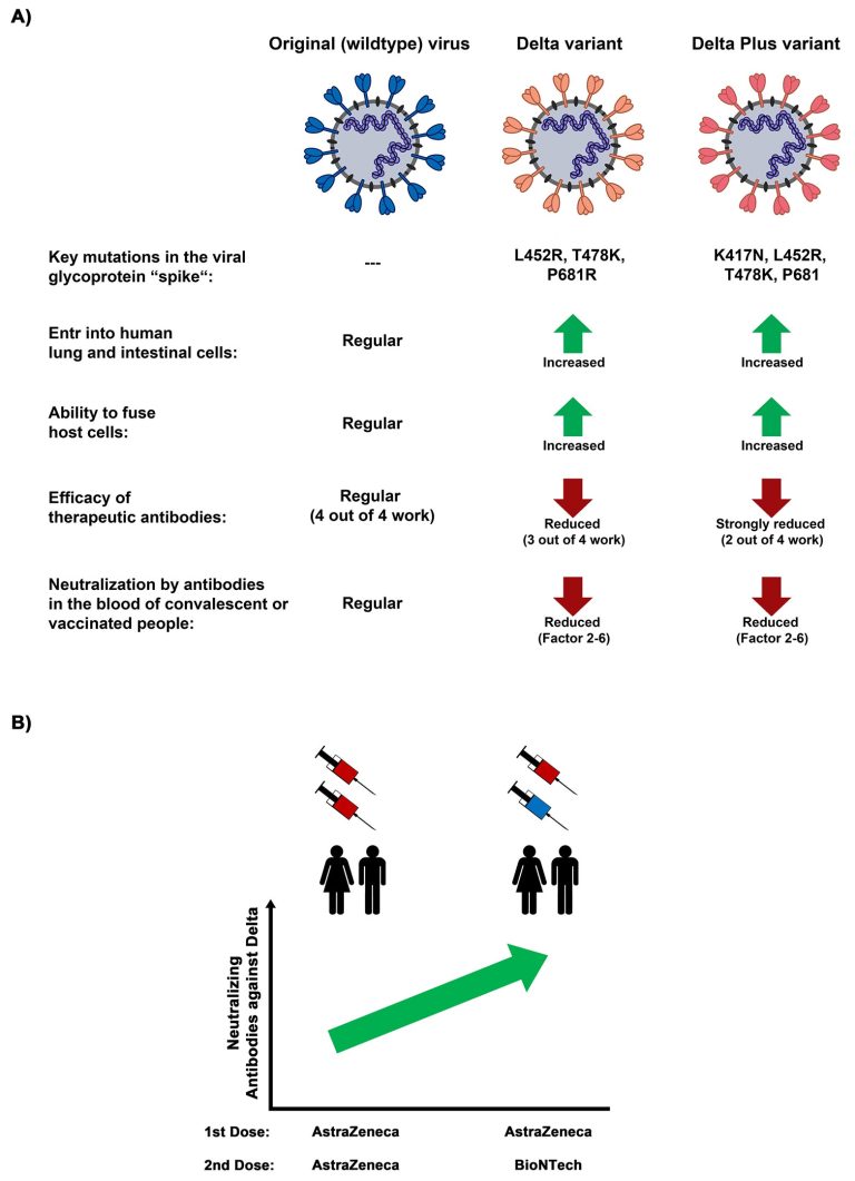 COVID Delta and Delta Plus Variants Evade the Antibody Response