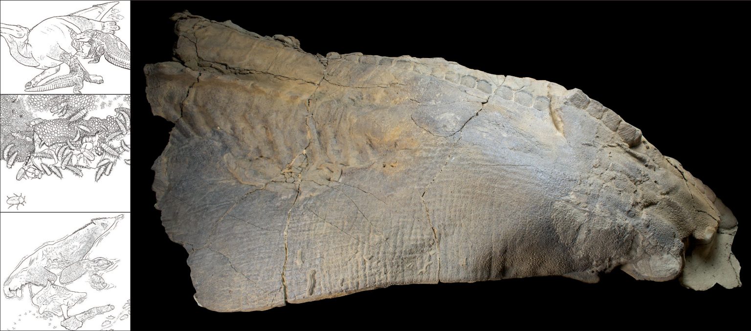 Dinosaur “Mummies” Might Not Be Unusual – Unhealed Carnivore Damage on ...