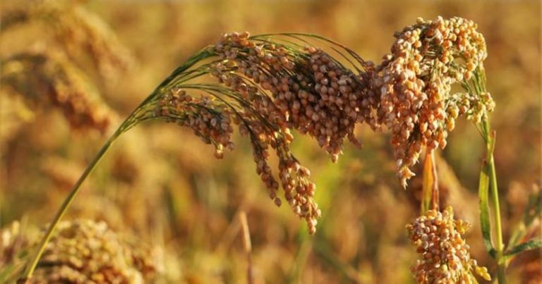 Mapping Millet Genetics to Enable Better Varieties for Farmers in ...