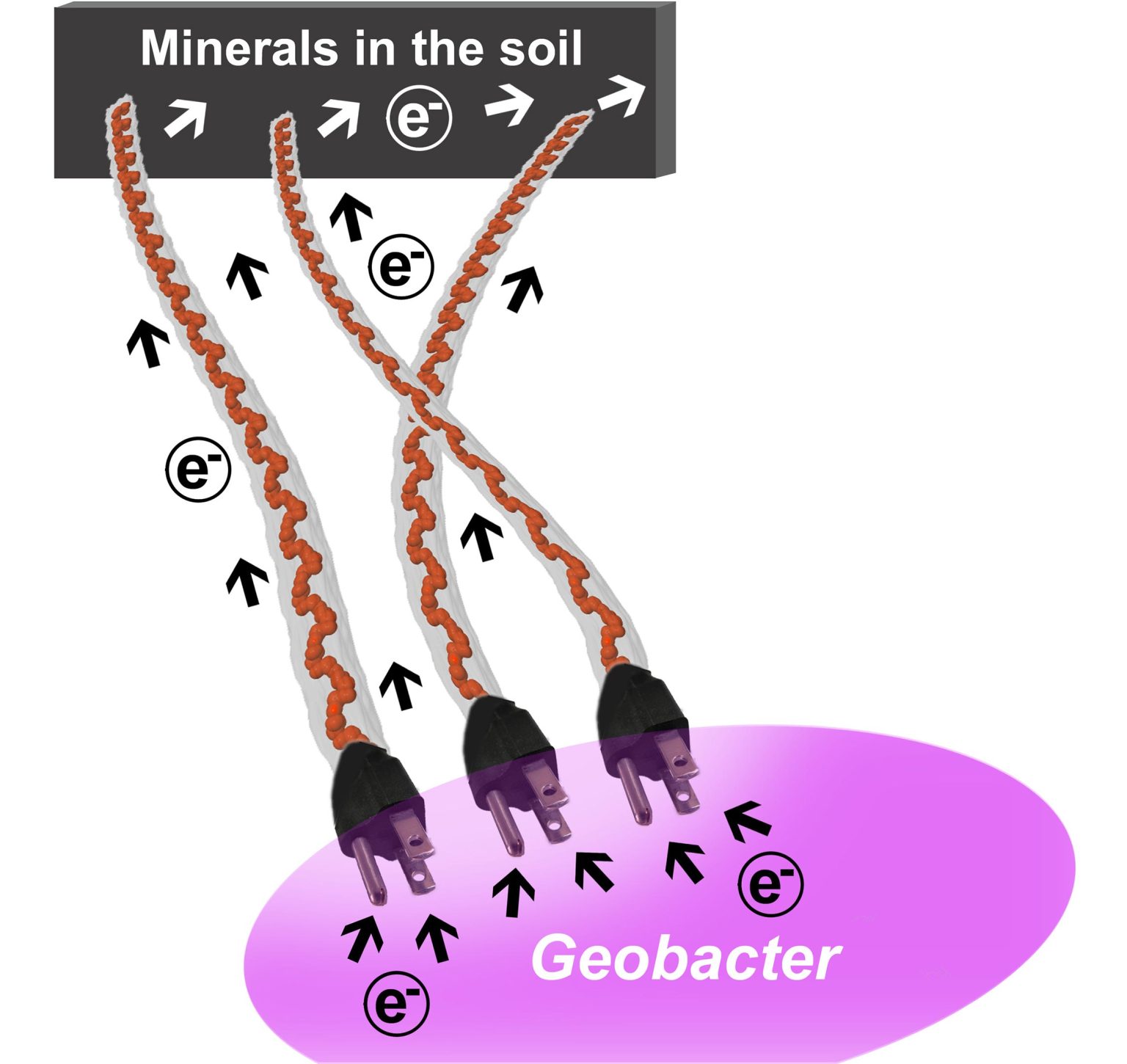 Subterranean Power: How Bacteria’s Electric Grid Shapes Our World