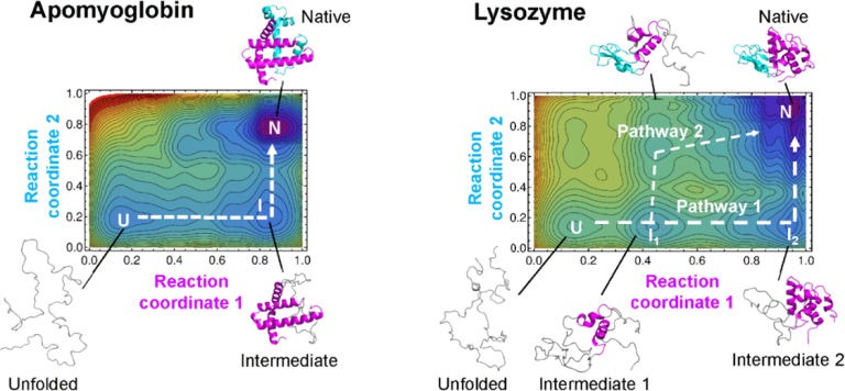 From AI Black Boxes to Physics: The New Frontier of Protein Folding ...