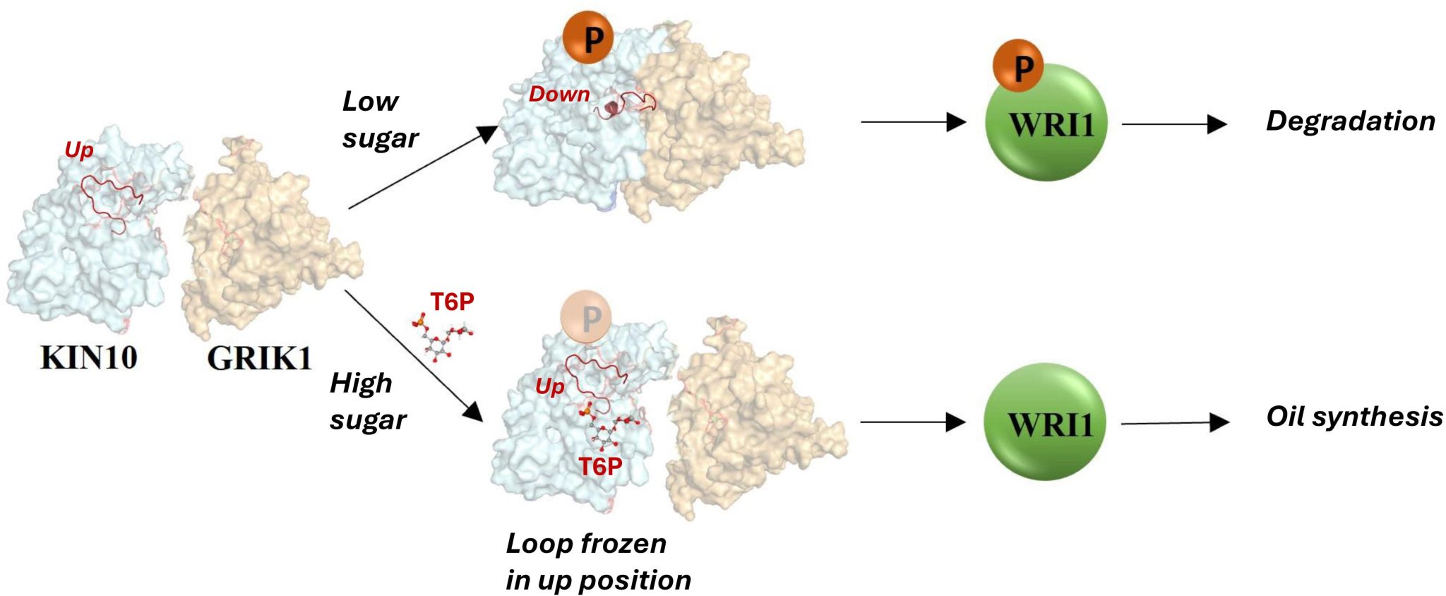 Sugar-Sensing Proteins: A Potential Breakthrough for Sustainable Biofuel