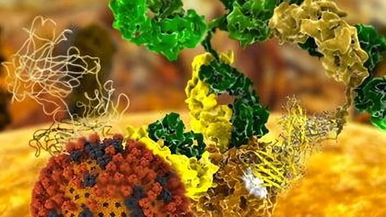 Video Animation on How a Flu Virus Works