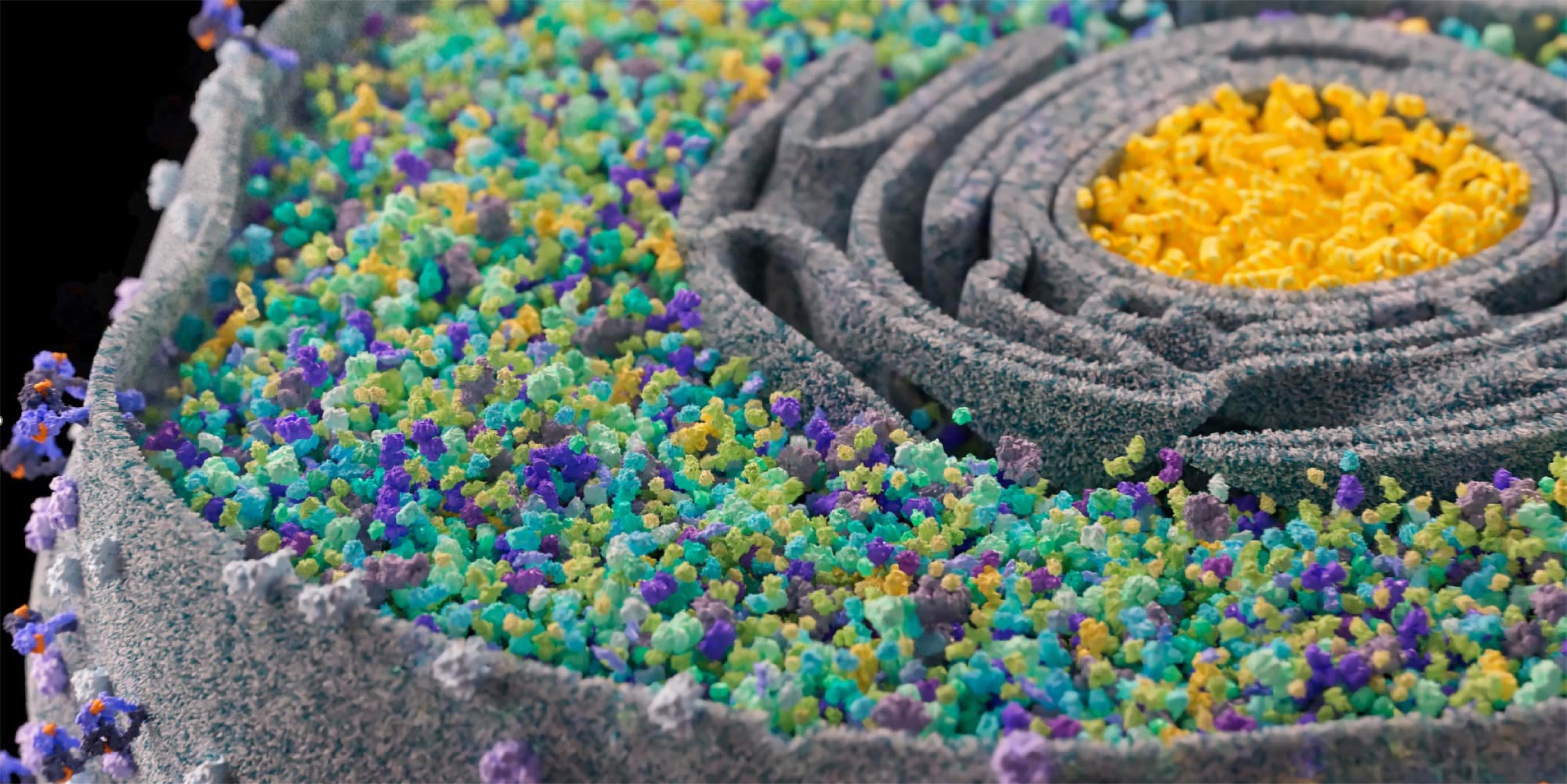 Proteins at Play: Inside the Cellular Dance That Shapes Our Health