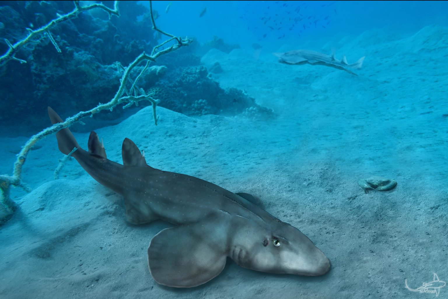 A Unique Window Into the Past – Ancient Jurassic Shark Fossil Reveals ...