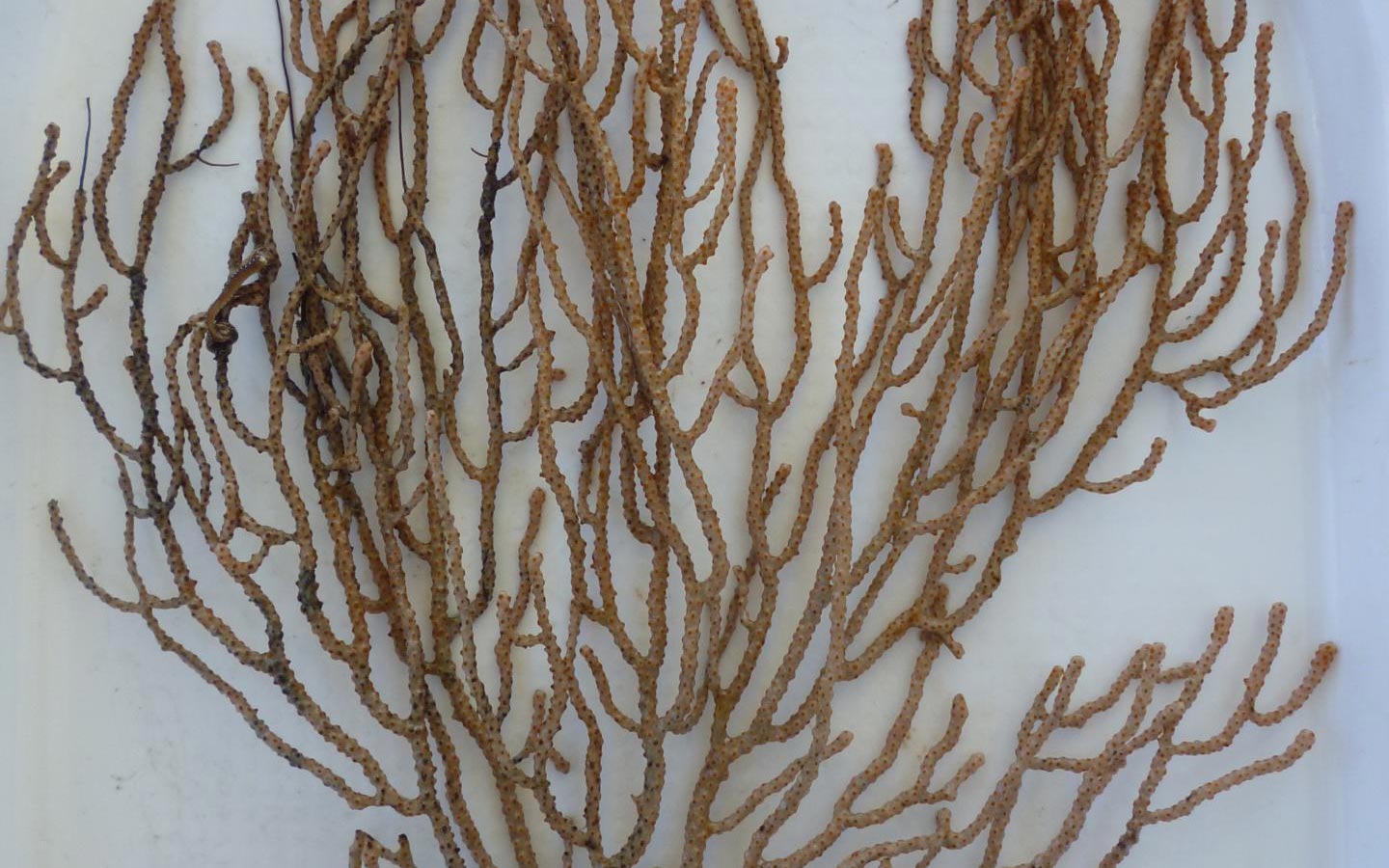 New Deep-Water Coral Discovered in Part of Unexplored Marine Ecosystem