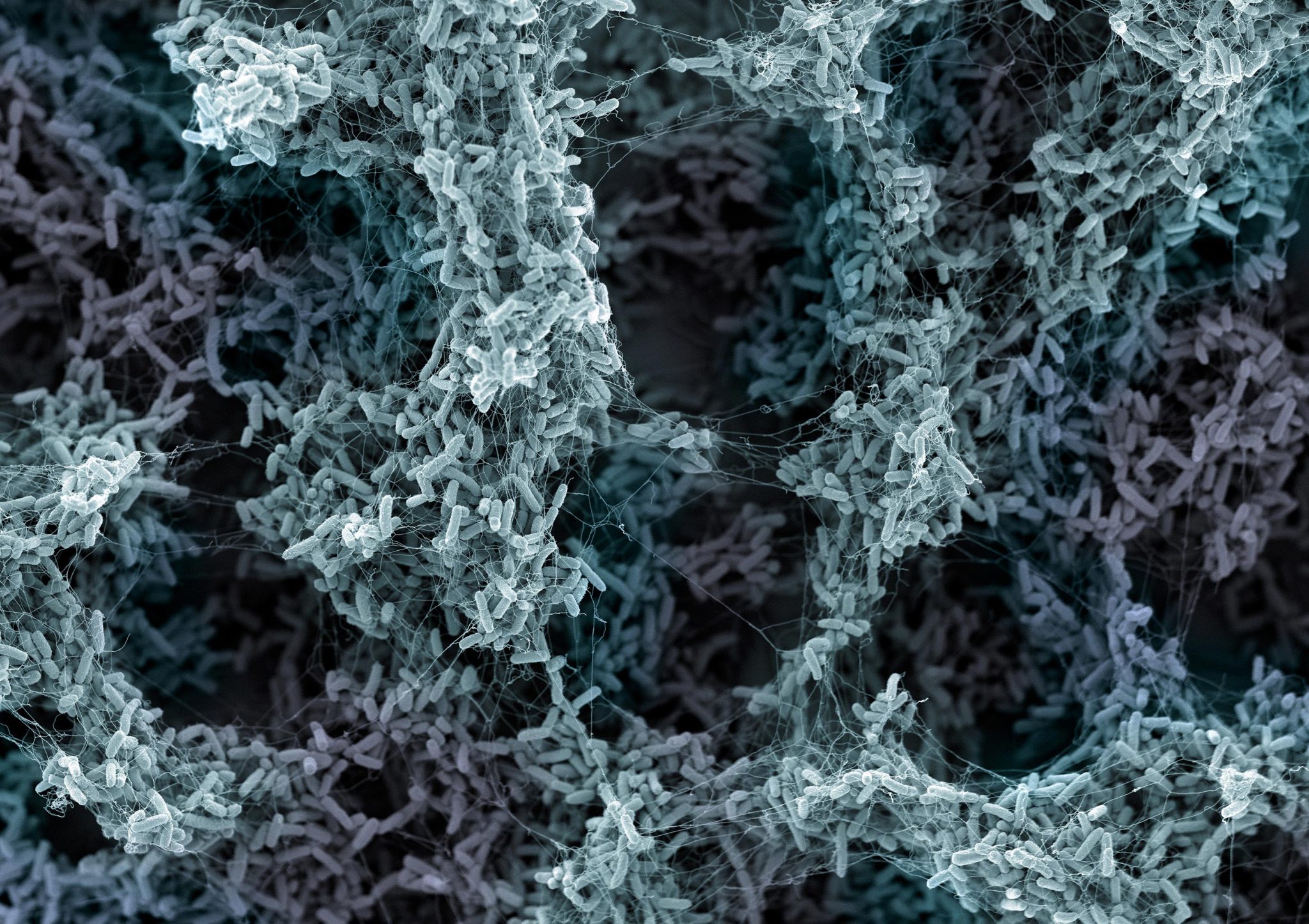 How Bacteria Sense Death Around Them and Prepare for Battle