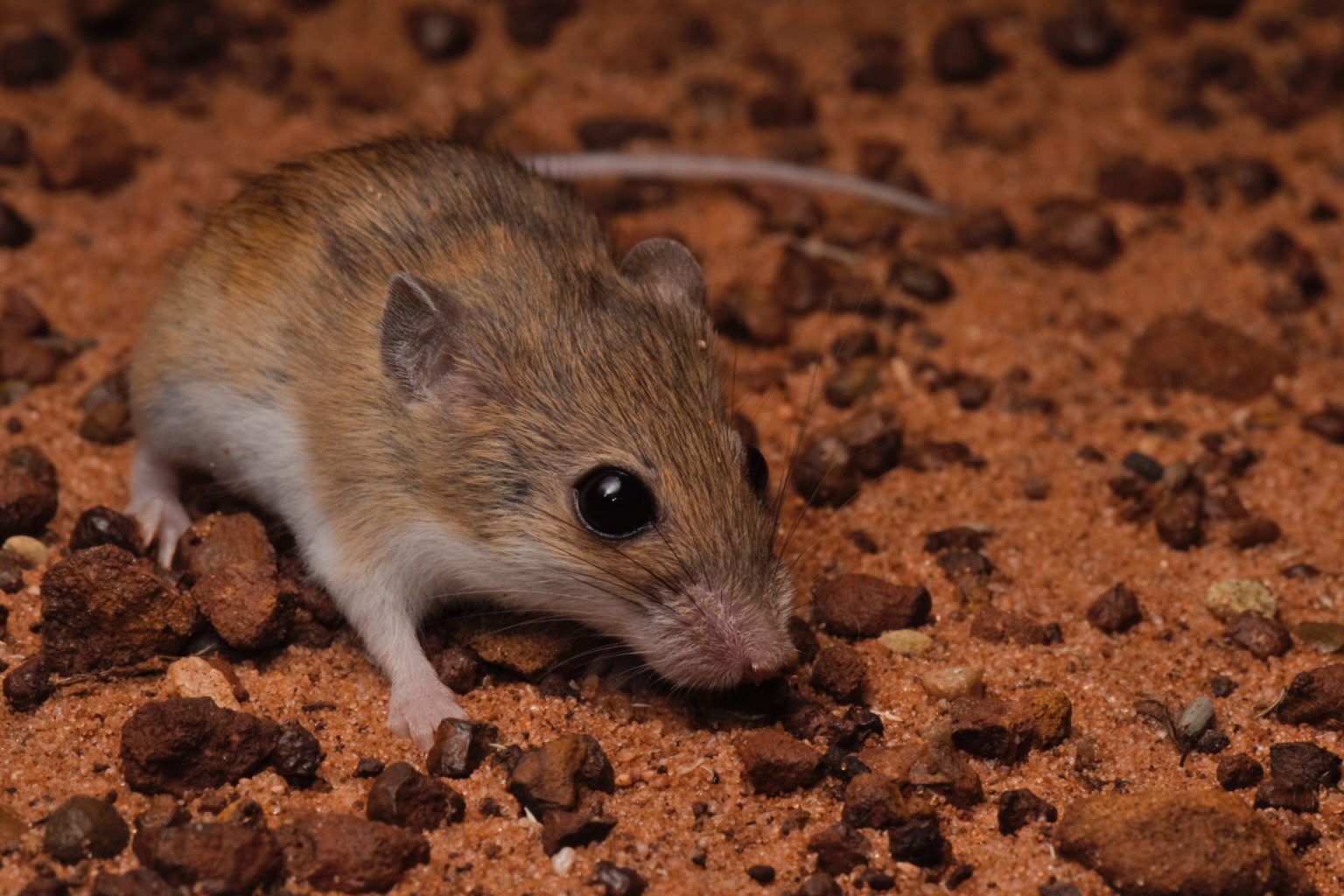 Triple Surprise: Researchers Discover New Native Species of Mouse in ...