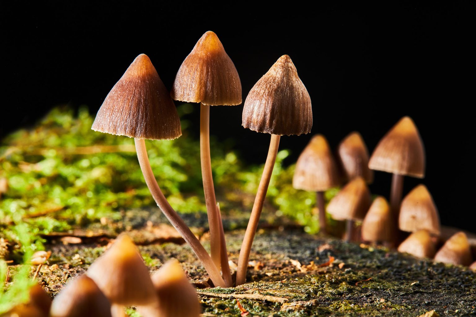 Natural Compound From Mushrooms Could Benefit People With Cancer and ...