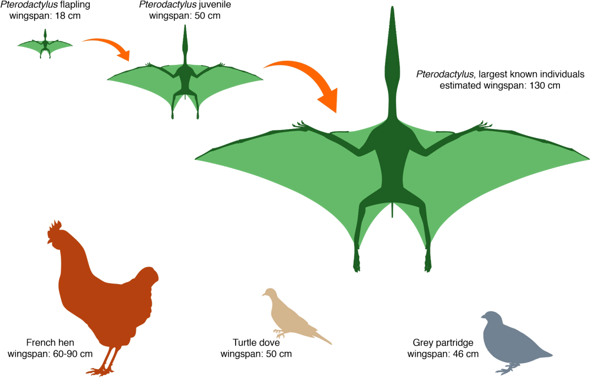 A Jurassic Family Reunion: 50 New Pterodactylus Relatives Found