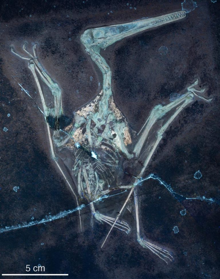 A Jurassic Family Reunion: 50 New Pterodactylus Relatives Found