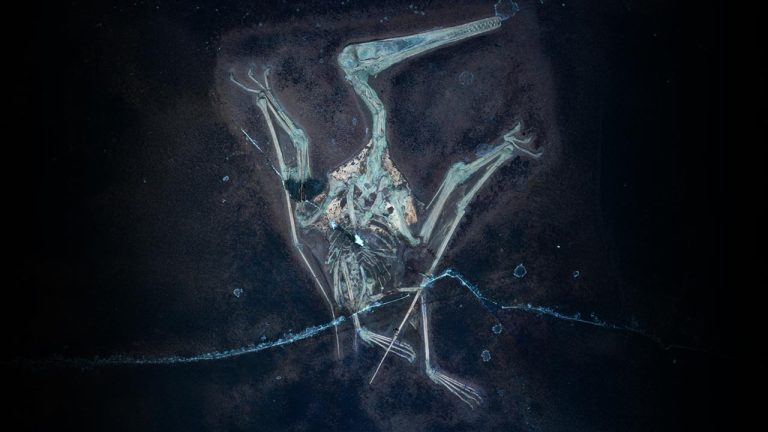 A Jurassic Family Reunion: 50 New Pterodactylus Relatives Found