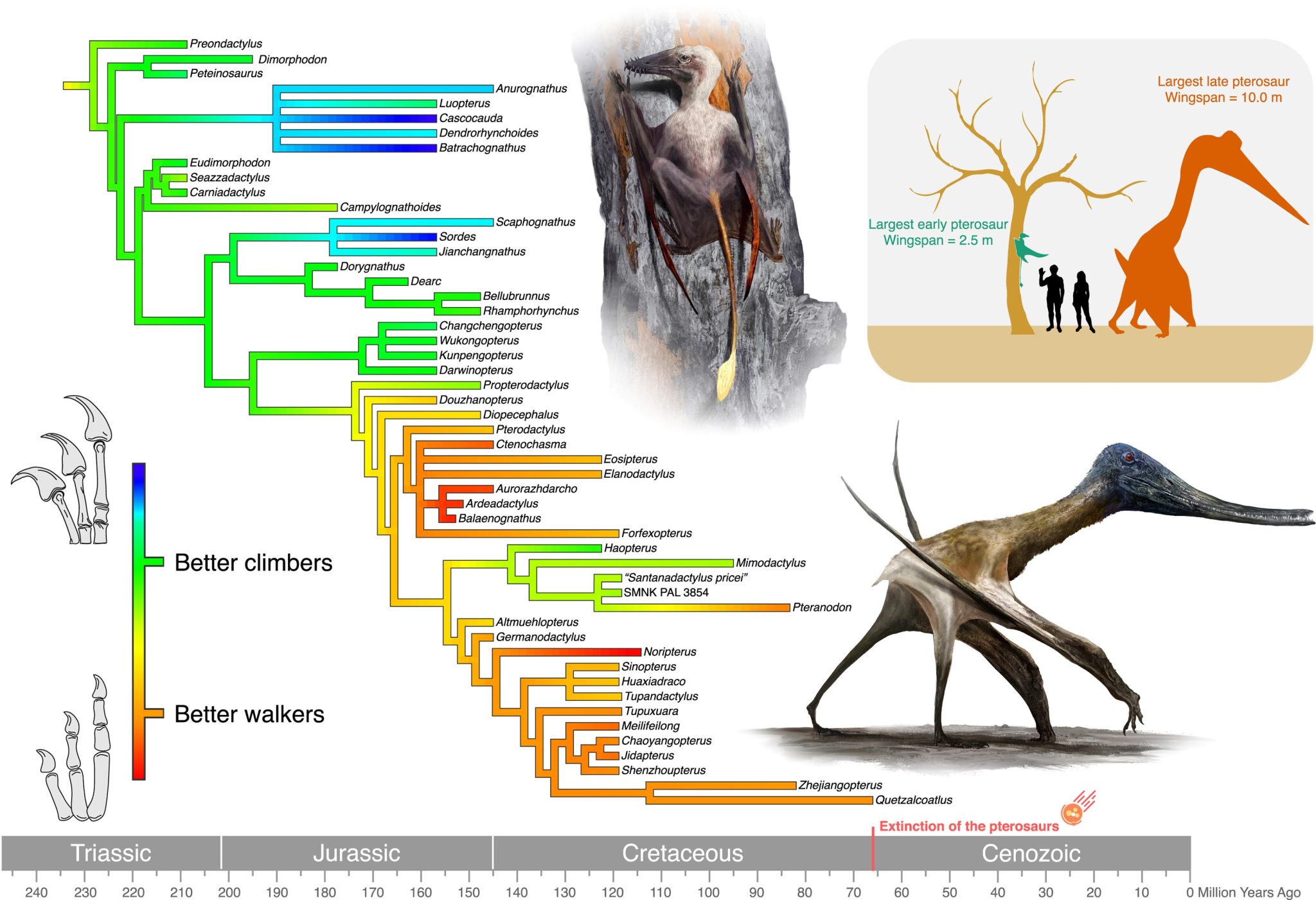 Scientists Uncover Terrestrial Secret Behind Pterosaurs’ Enormous Size