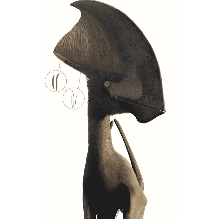 Pterosaur Discovery Solves Ancient Feather Mystery: Flying Reptiles ...