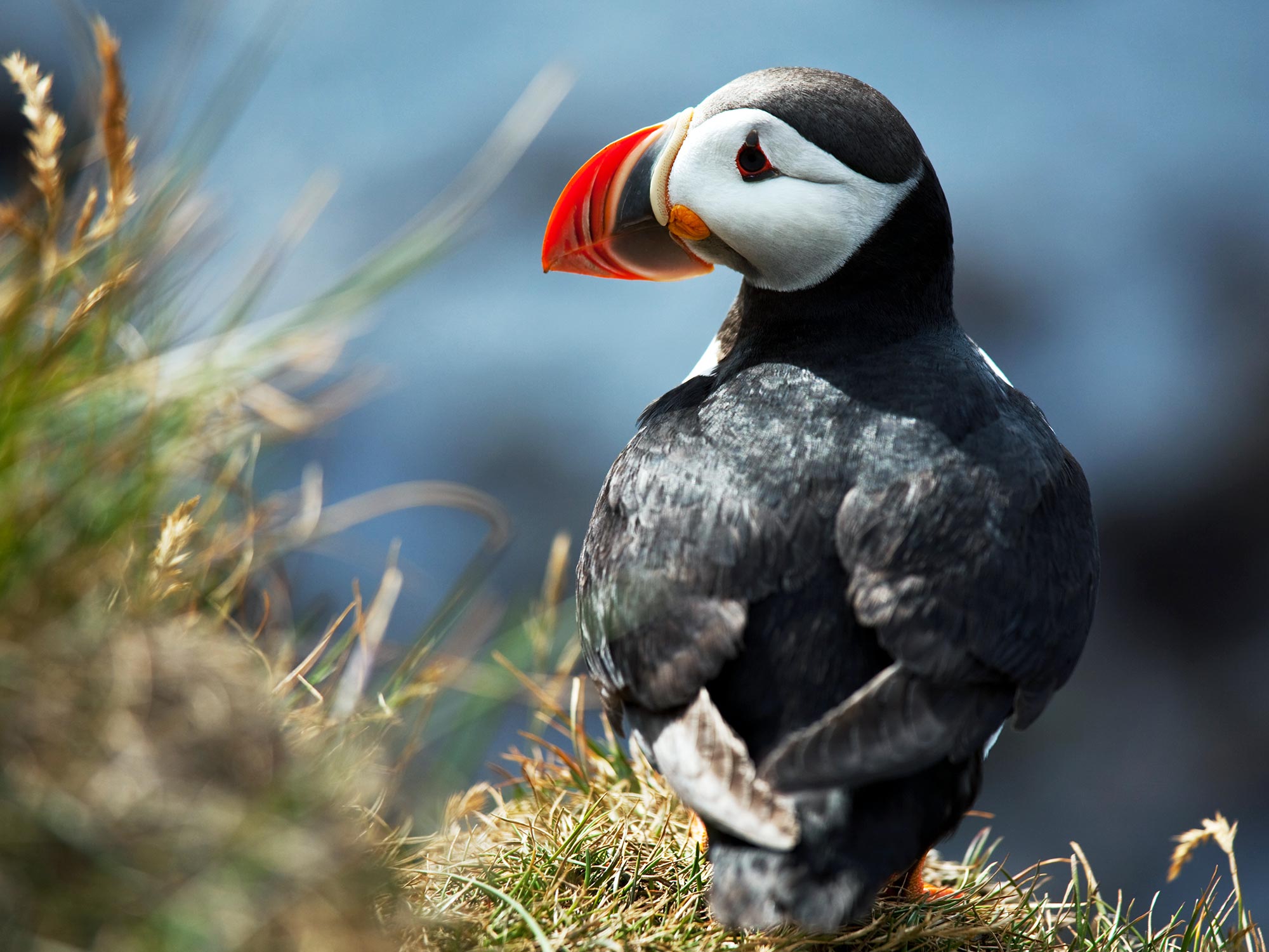 Puffins Large Beak Helps Them Stay Cool