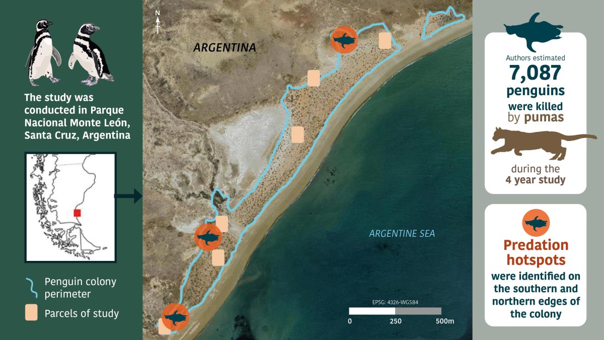 Thousands of Penguins Are Being Killed and the Reason Is Complicated
