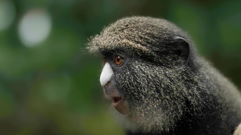 Unlike People, Capuchin Monkeys Aren’t Fooled by Expensive Brands