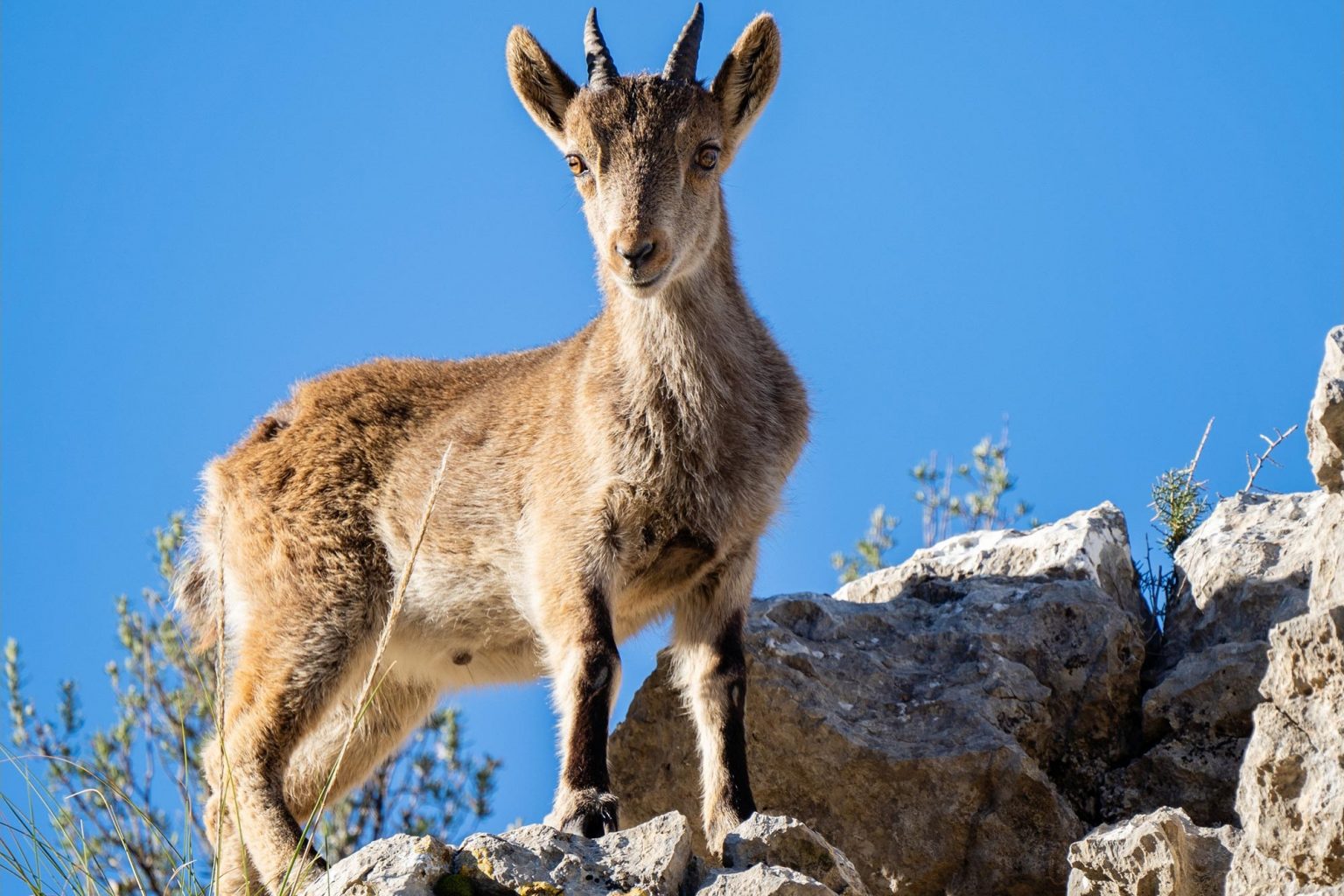 The Case of the Pyrenean Ibex: What Can We Learn From Vanishing ...