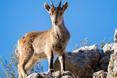 The Case of the Pyrenean Ibex: What Can We Learn From Vanishing ...