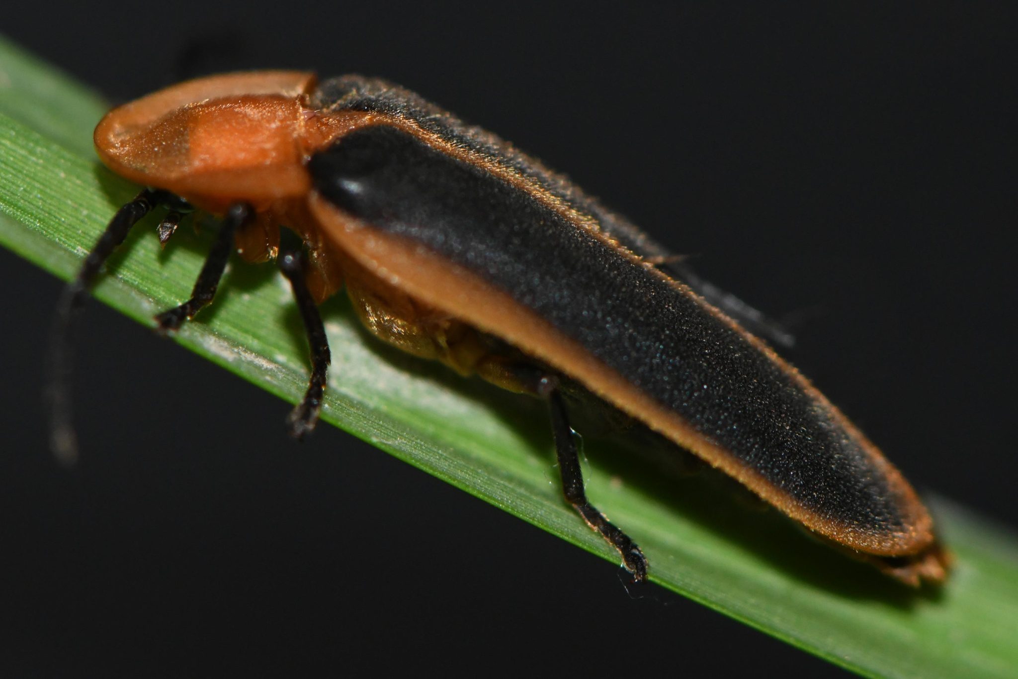 Why Do Fireflies Glow? New Research Upends Current Origin Theories