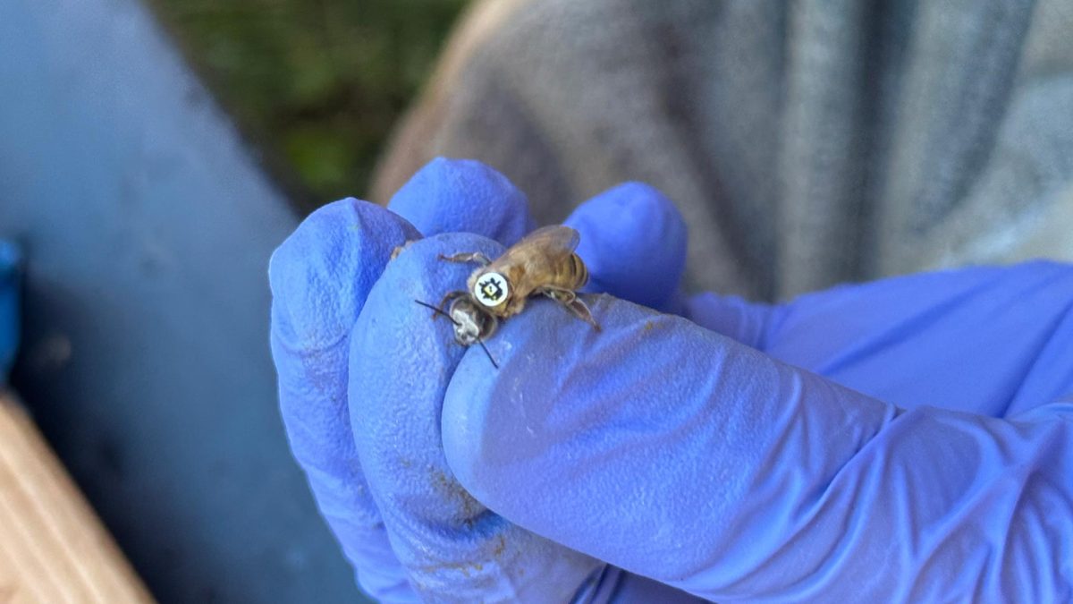 Tiny QR Codes Reveal the Secret Journeys of Honeybees