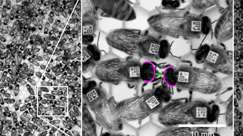 Scientists Genetically Engineered Bacteria to Protect Bees From Colony ...