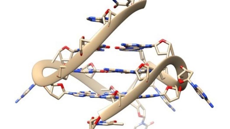 Study Shows Four-Stranded ‘Quadruple Helix’ DNA Structure in Human Cells
