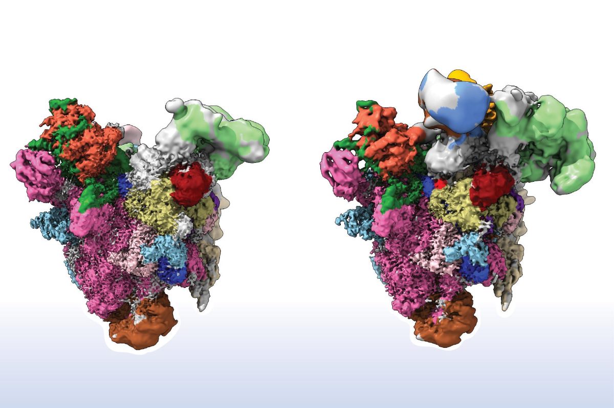 Biochemists Uncover How Cells Eliminate RNA Splicing Errors