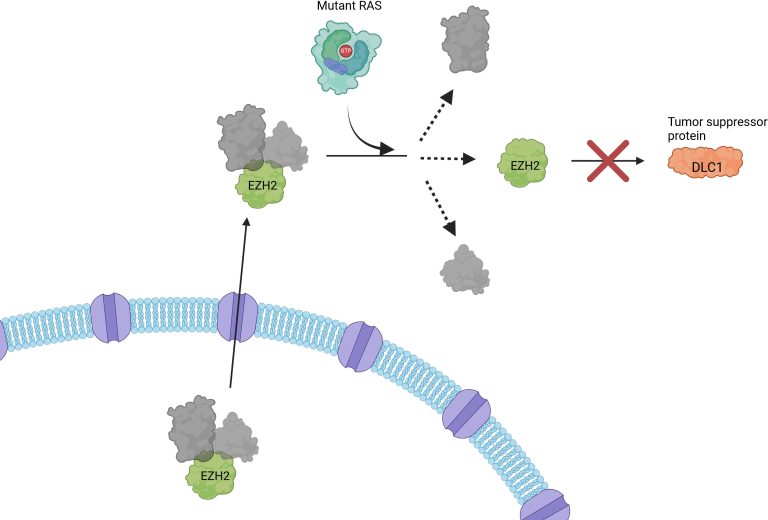 New RAS Gene Discovery Unveils Hidden Pathway Driving Cancer Growth