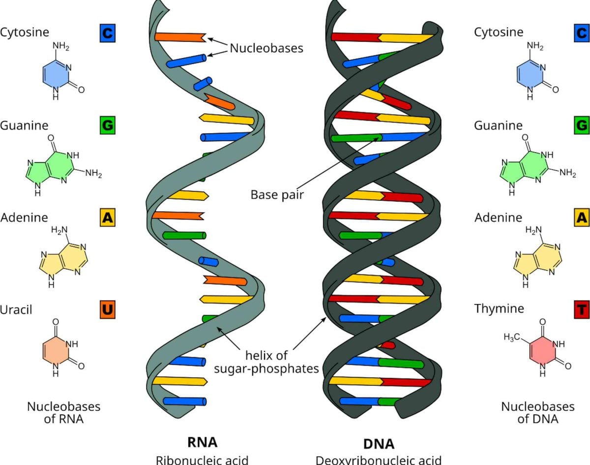 Scientists Just Found All 5 Genetic “Letters” of DNA and RNA on an Asteroid